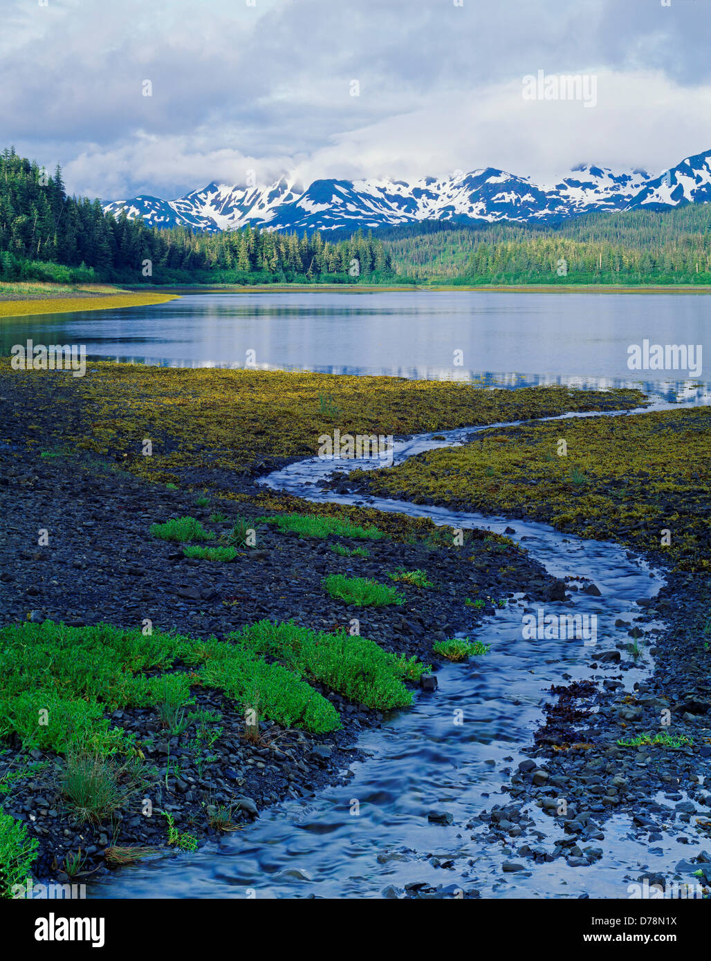 Stream entering Prince William Sound at low tide Montague Island ...