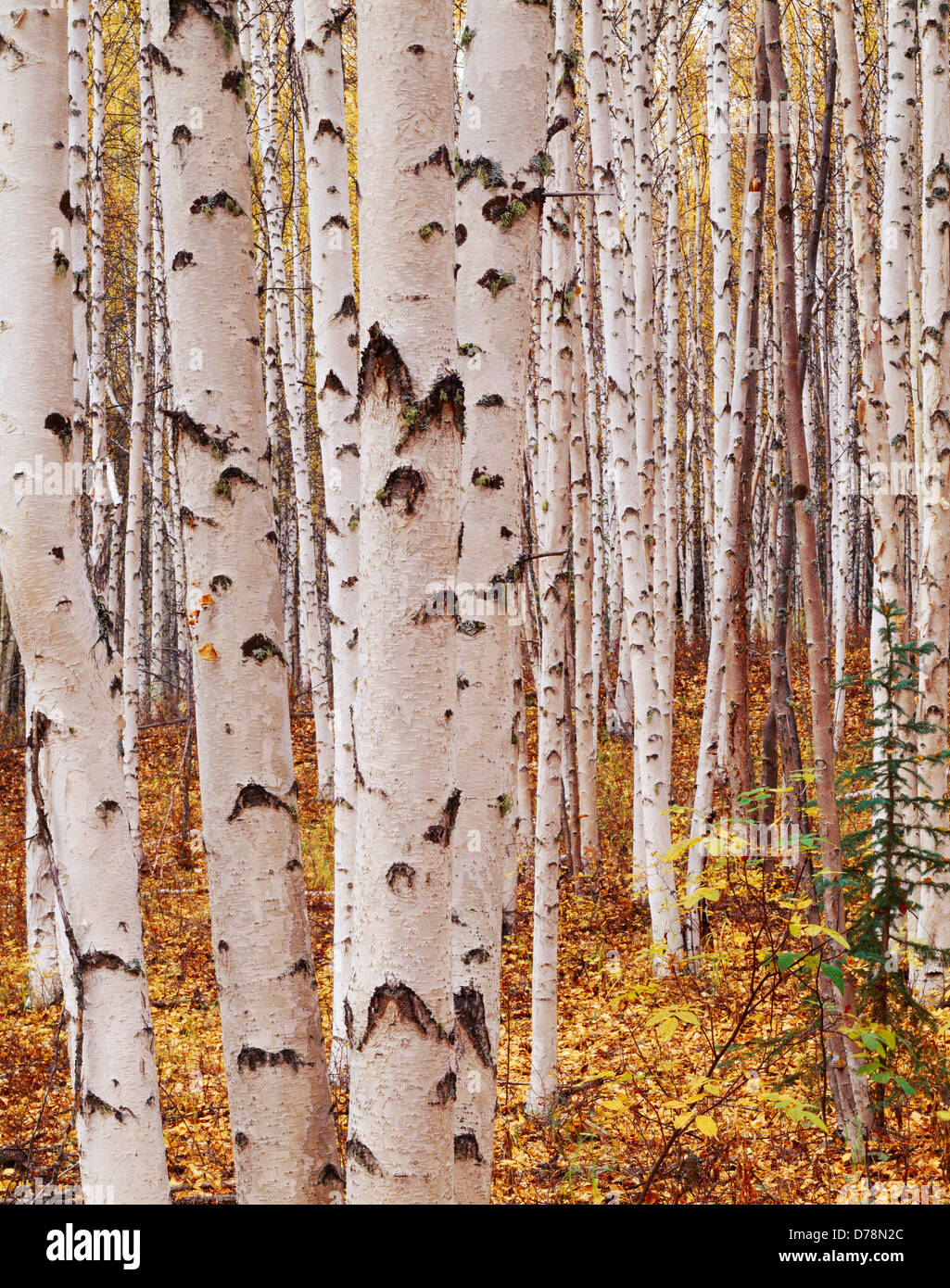 Alaska birch tree trunks hi-res stock photography and images - Alamy