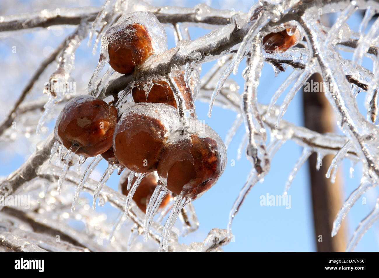 USA, New Hampshire, Apples encased in ice after winter ice storm Stock ...