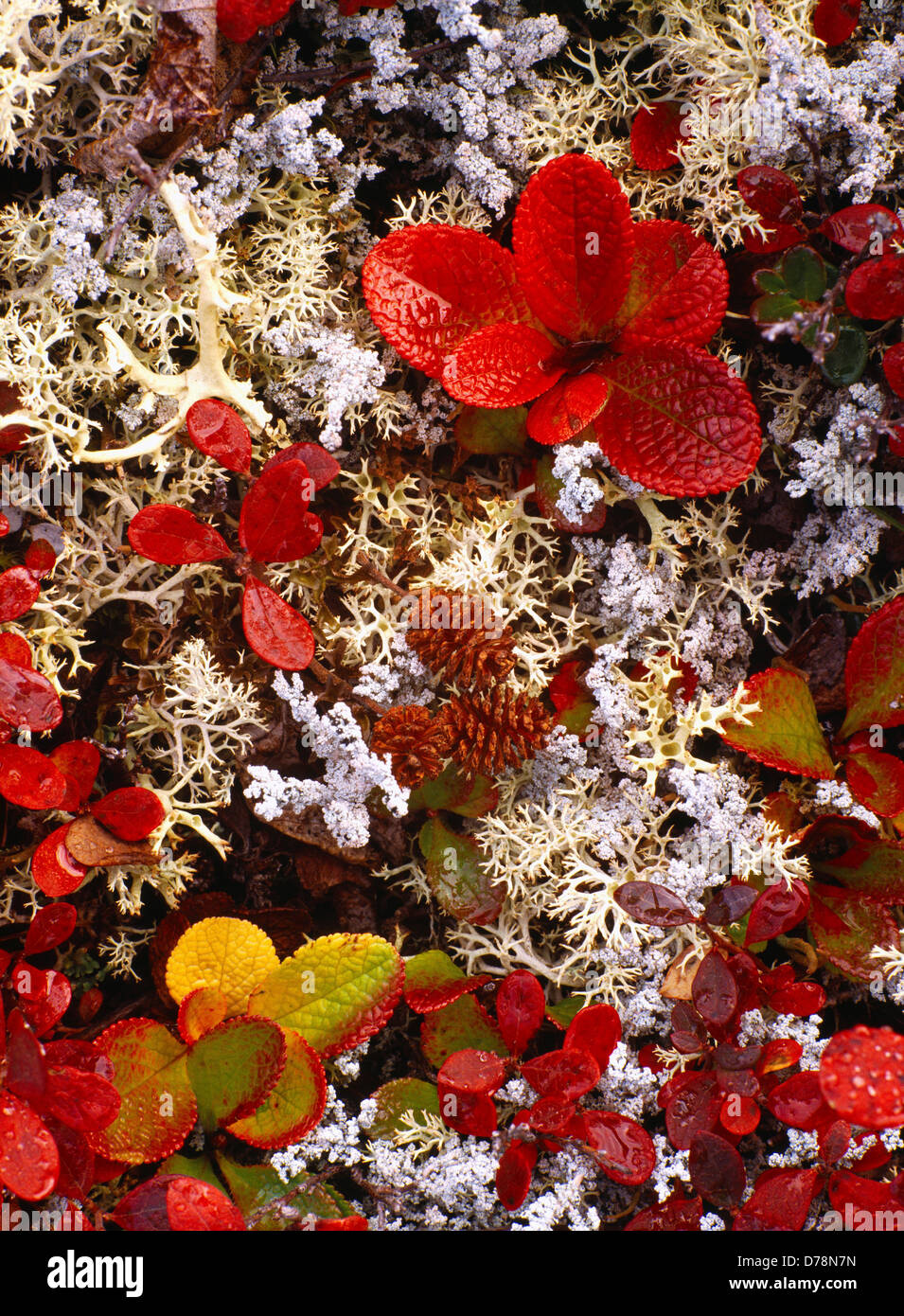 Autumn colors alpine bearberry Arctostaphylos alpina alpine blueberry ...