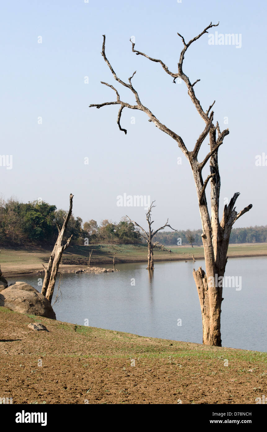 Madhya pradesh tree hi-res stock photography and images - Alamy