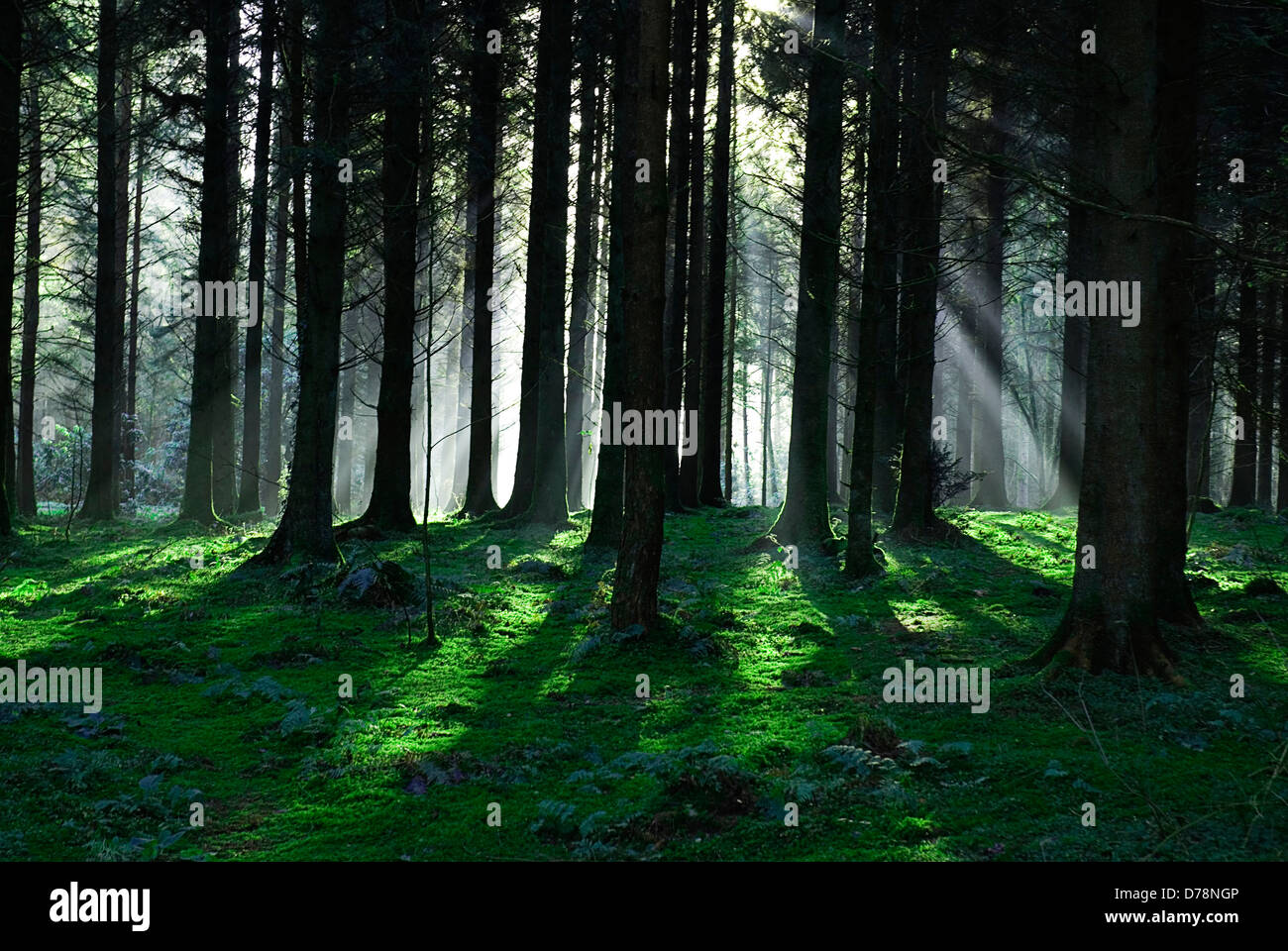 Ireland, County Monaghan, Rossmore Forest Park, Winter sun rays shining ...