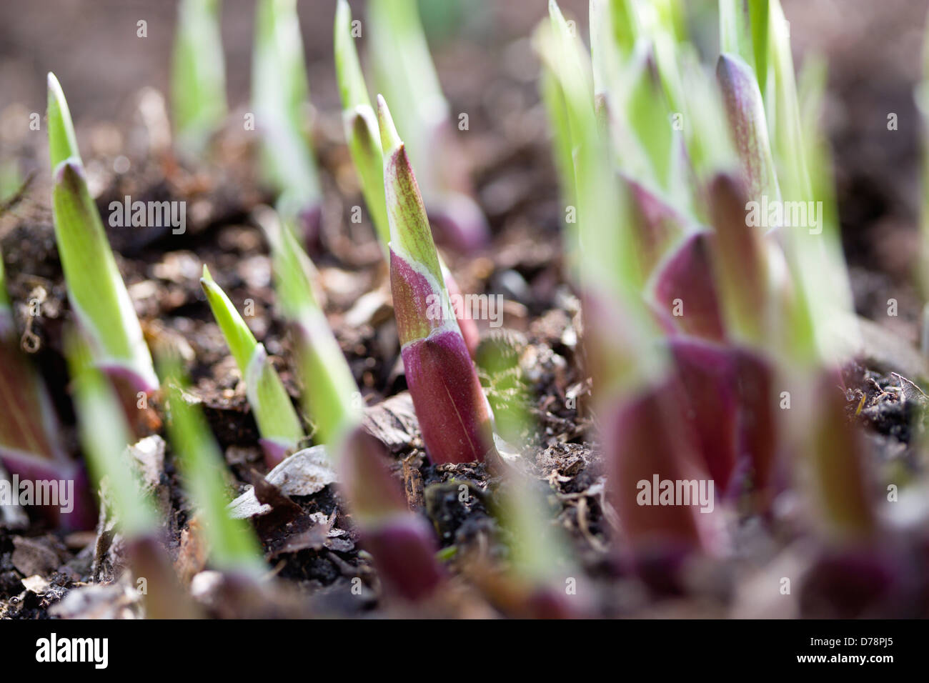 Hosta shoots emerging from ground in early spring in an English garden ...