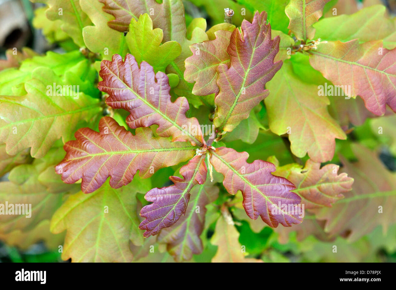 Oak tree fresh leaves spring hi-res stock photography and images - Alamy