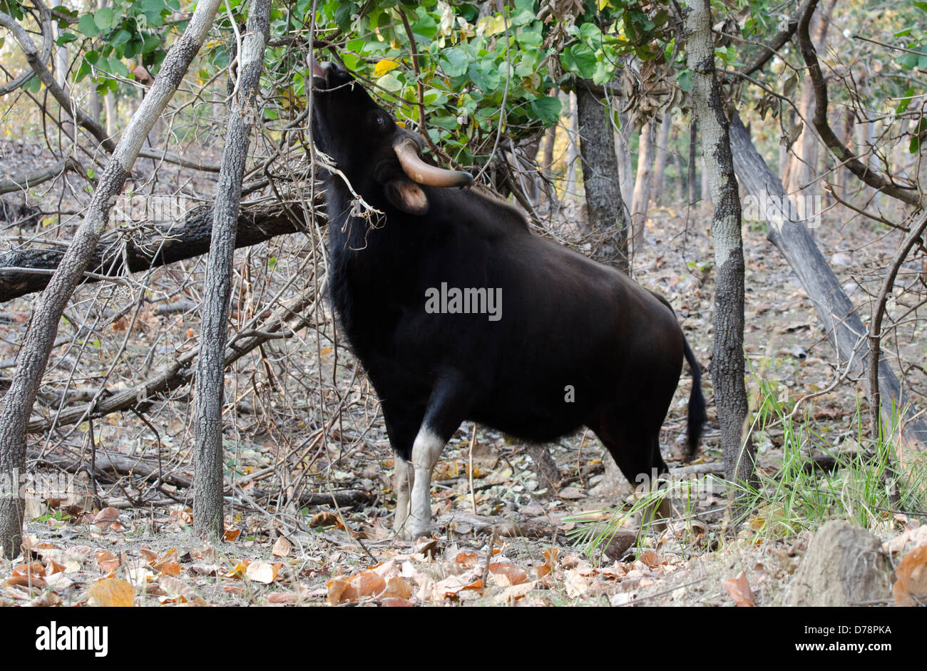 Bos gaurus hi-res stock photography and images - Alamy