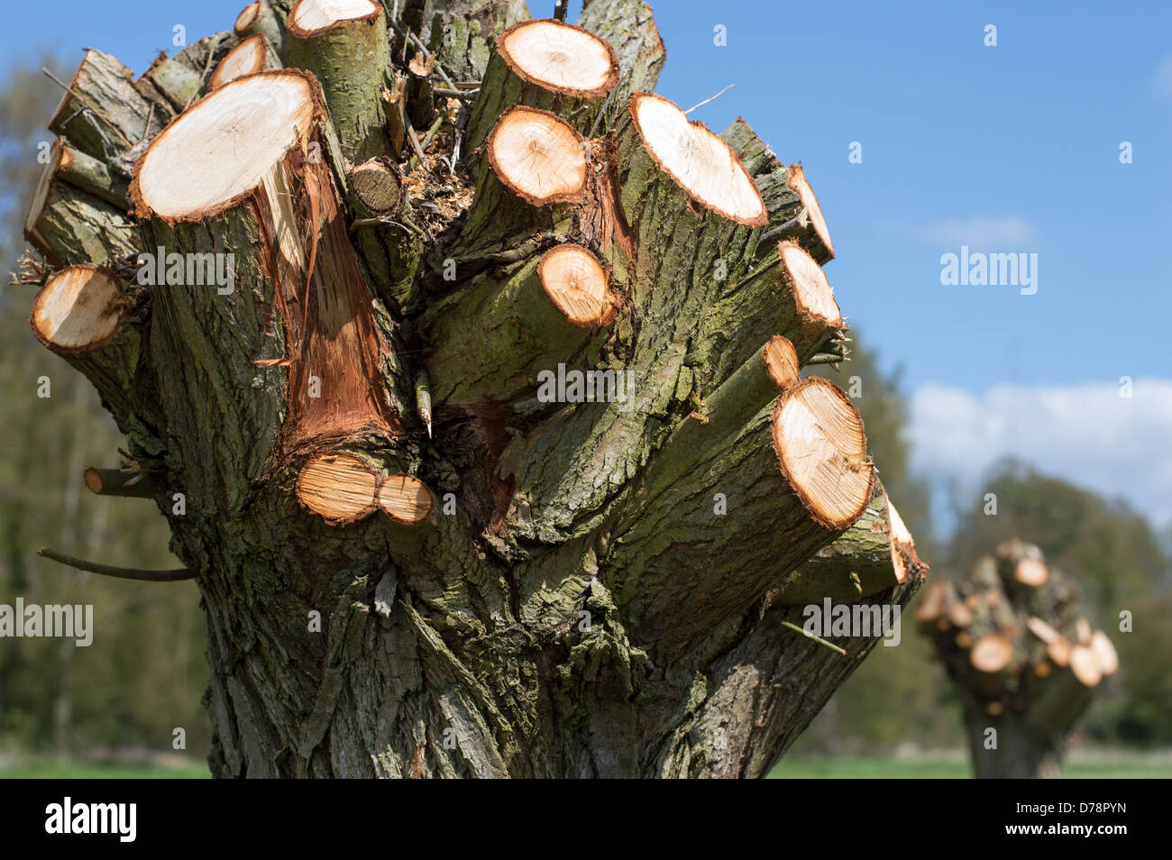 Pollard Tree High Resolution Stock Photography and Images - Alamy