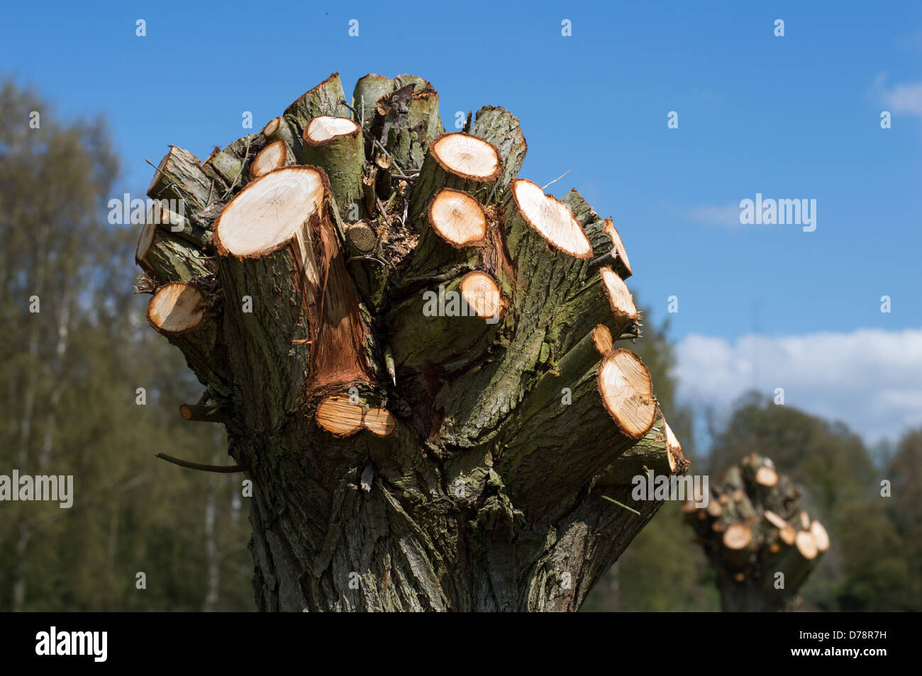 Pollard tree hi-res stock photography and images - Alamy