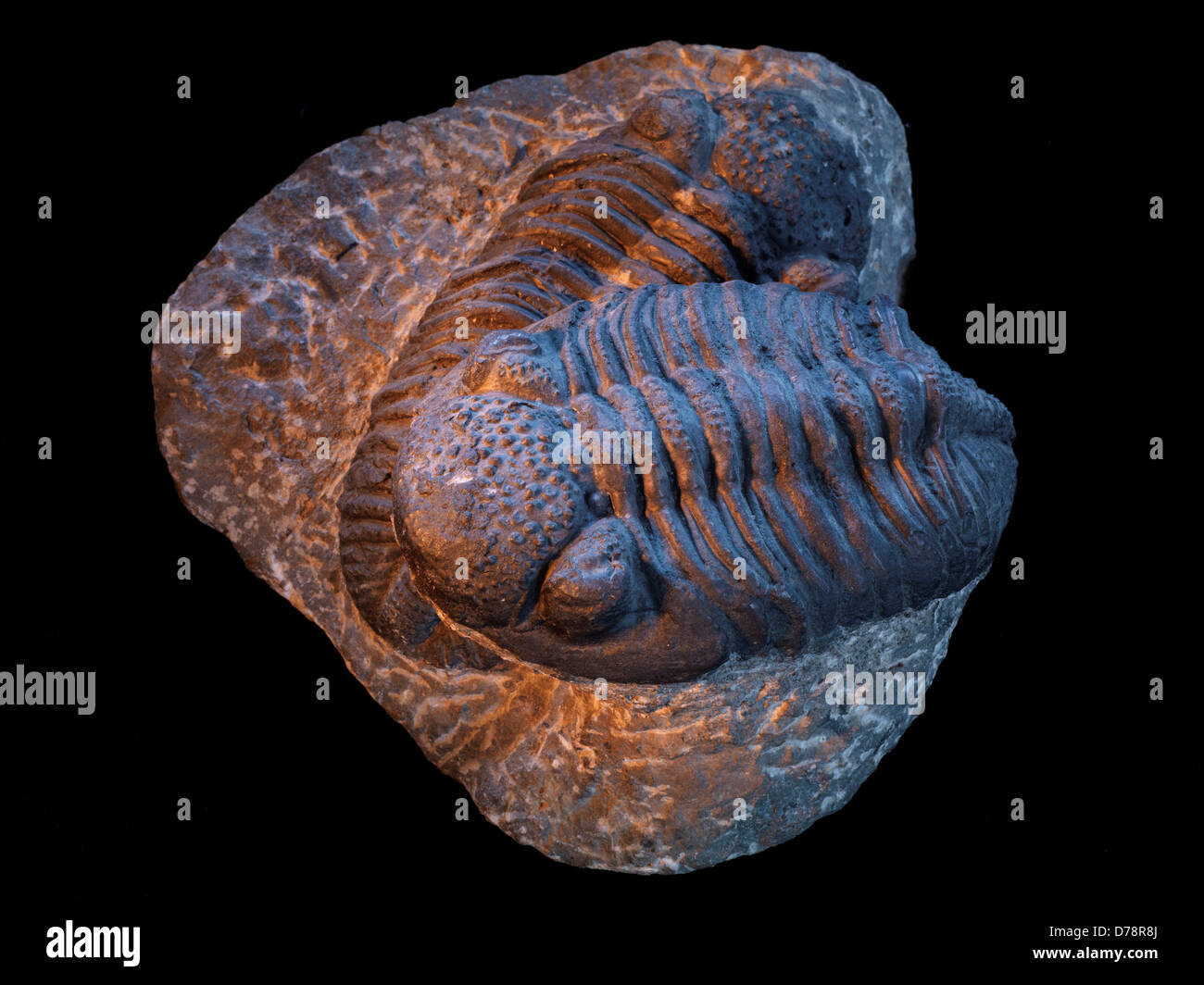 Fossils limestone trilobite hi-res stock photography and images - Alamy