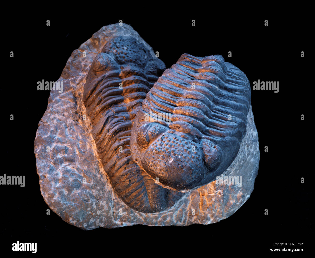 Devonian fossils hi-res stock photography and images - Alamy