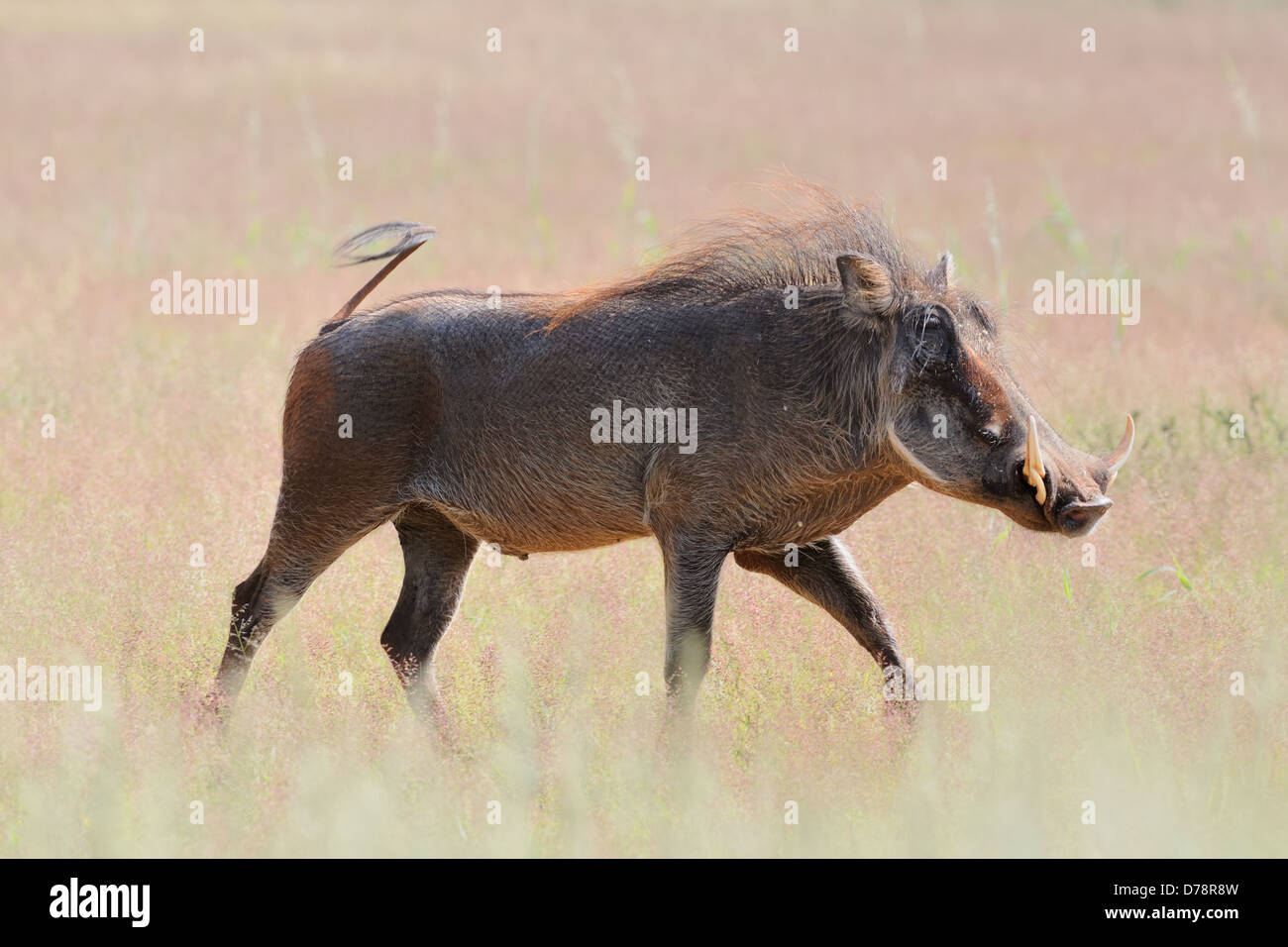 Southern warthog (Phacochoerus africanus sundevallii) walking in high ...