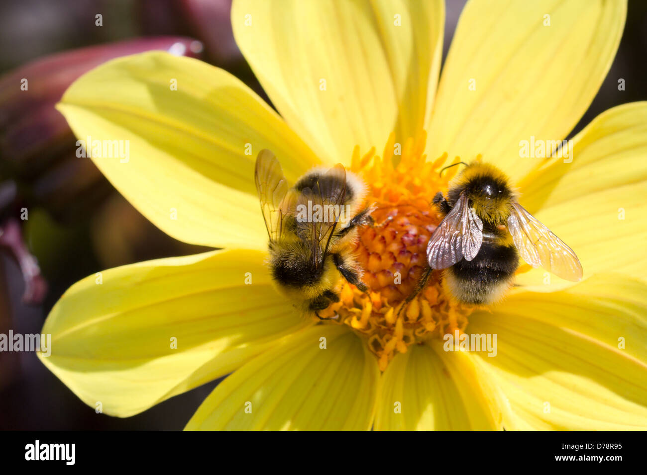 Bees gathering nectar. England UK Stock Photo - Alamy