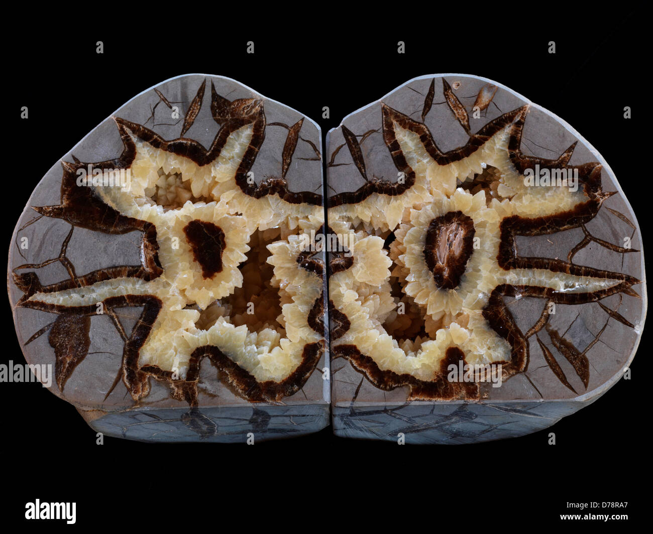 Cut polished face Septarian Nodule bookends displaying brown Aragonite ...