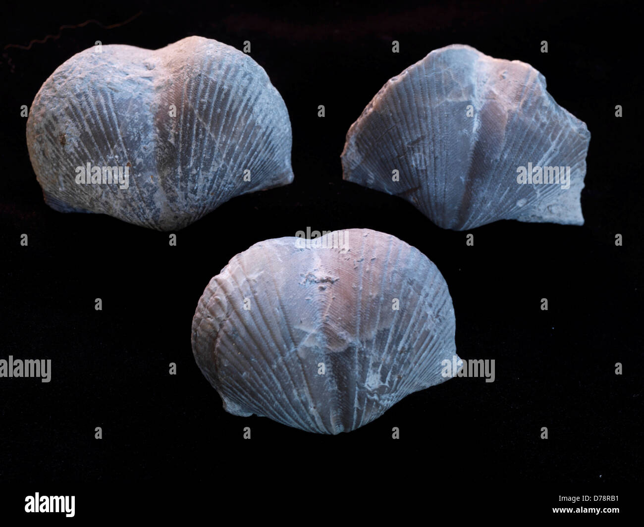 Brachiopod fossils Stock Photo - Alamy Brachiopod fossils Stock Photo - Alamy