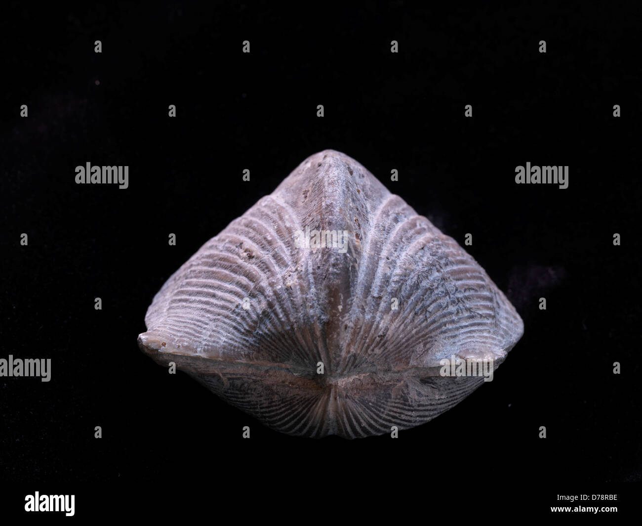 Brachiopod fossil hi-res stock photography and images - Alamy
