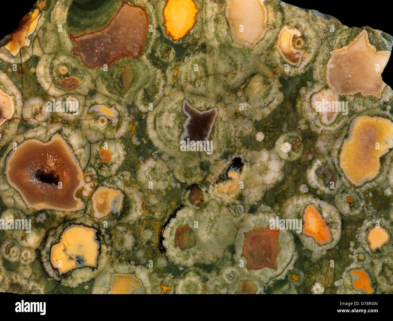 Polished cross-section spherulitic rhyolite or rainforest jasper Mount ...