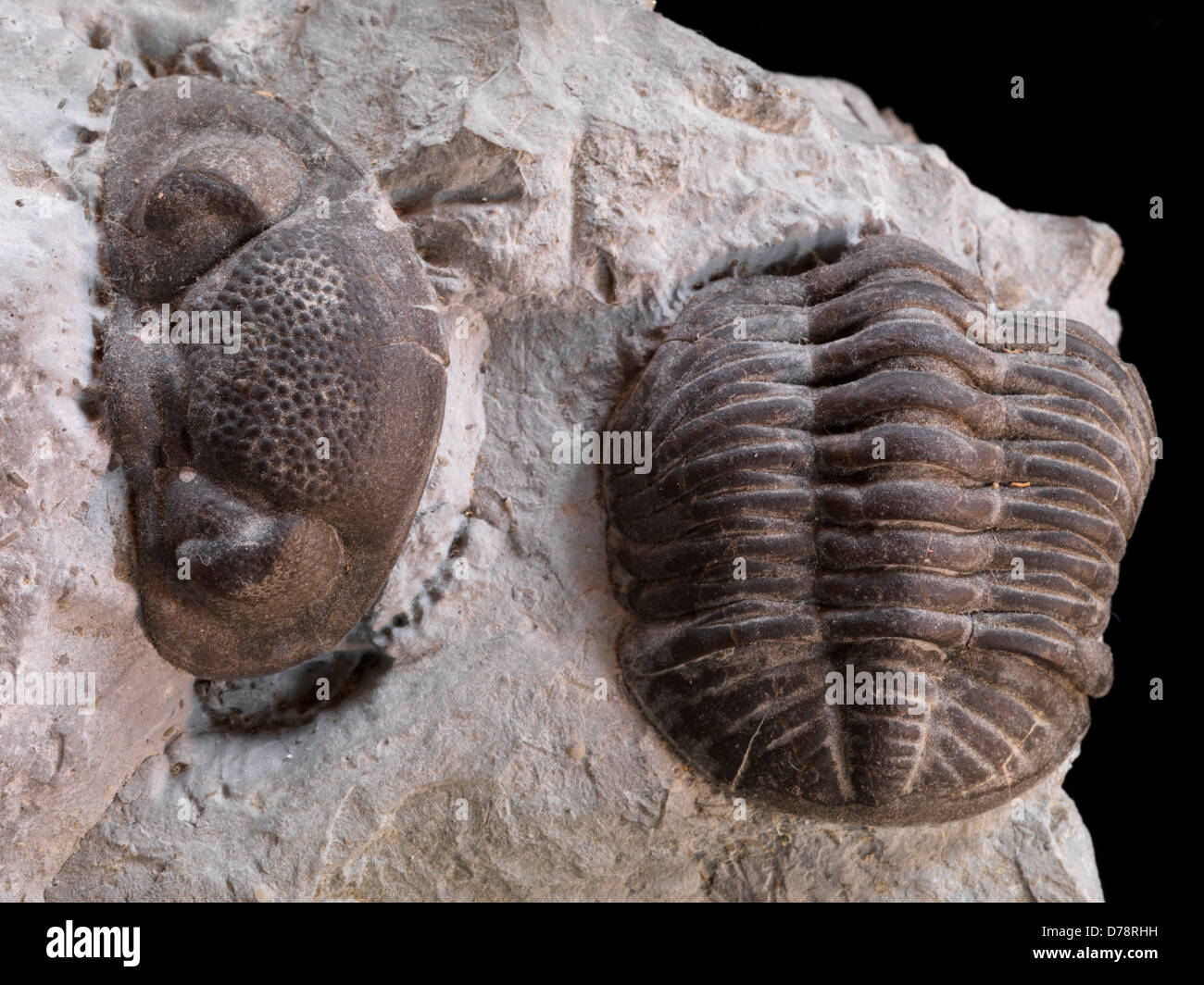 Devonian Phacops rana milleri trilobite demonstrating shedding ...