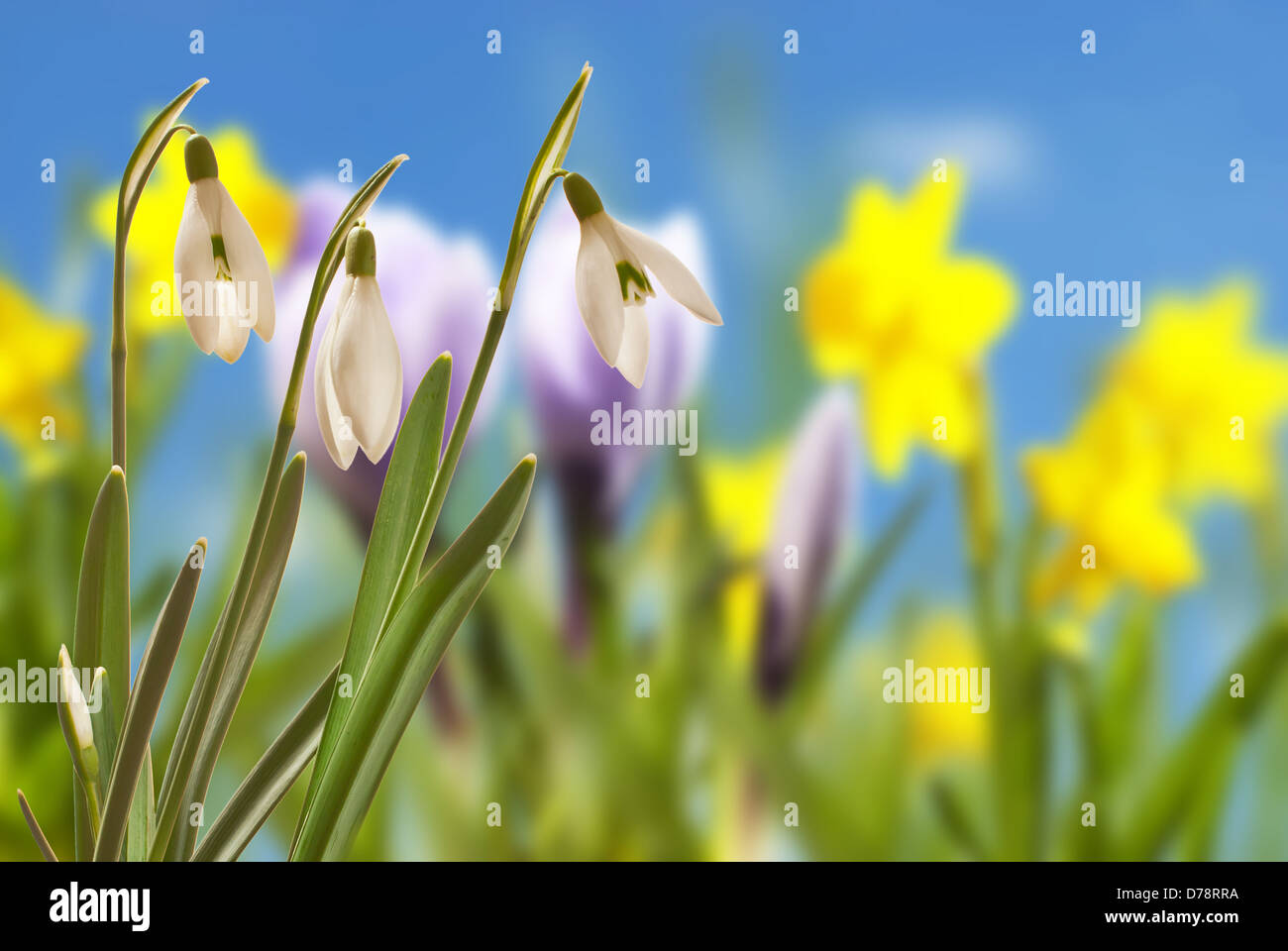 Shot yellow snowdrop flower hi-res stock photography and images - Alamy