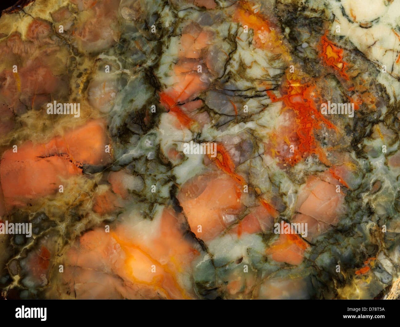 Colorful cross-section dinosaur coprolite petrified dinousaur dung ...