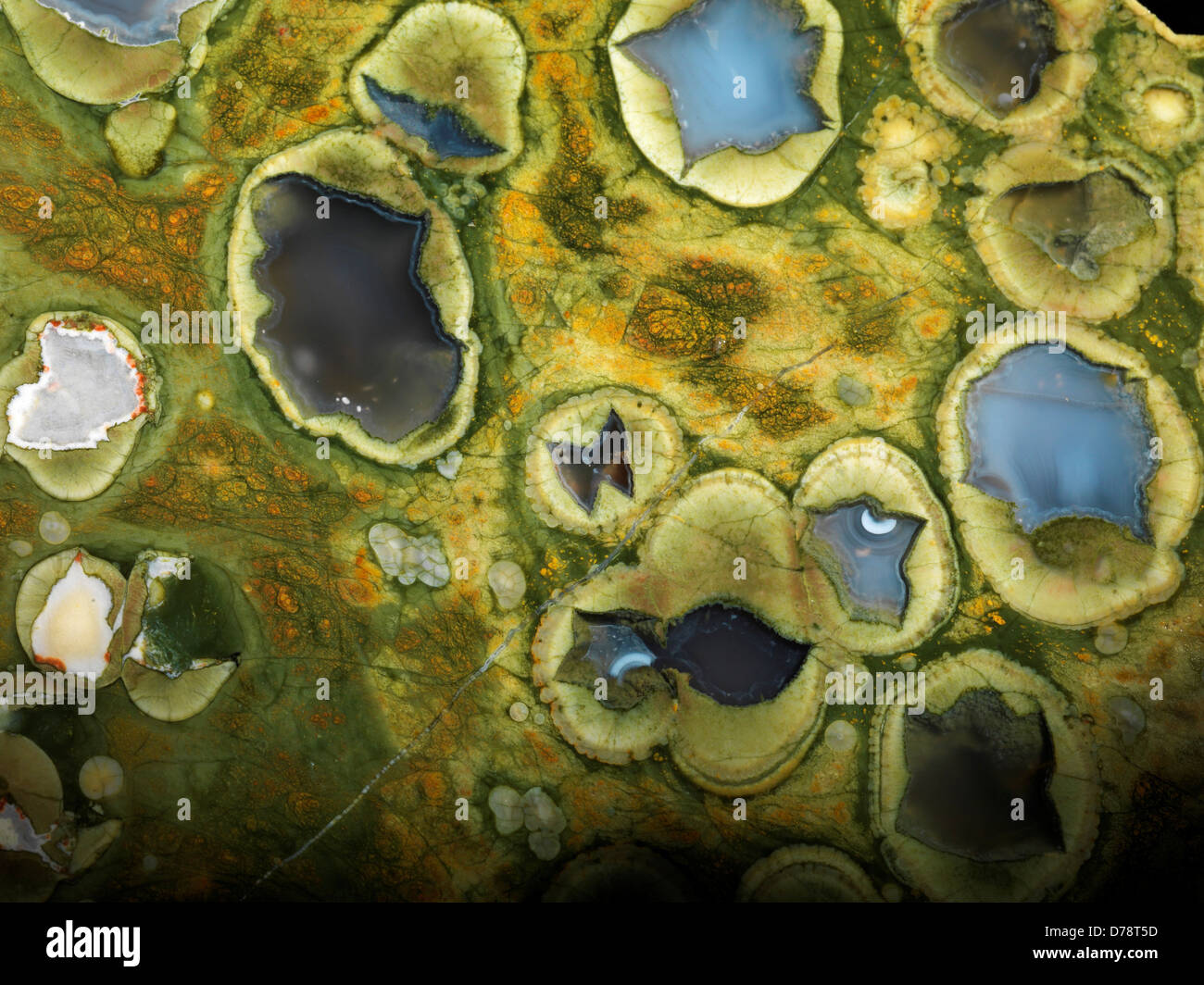Cross-section spherulitic rhyolite or rainforest jasper Mount Hay in ...
