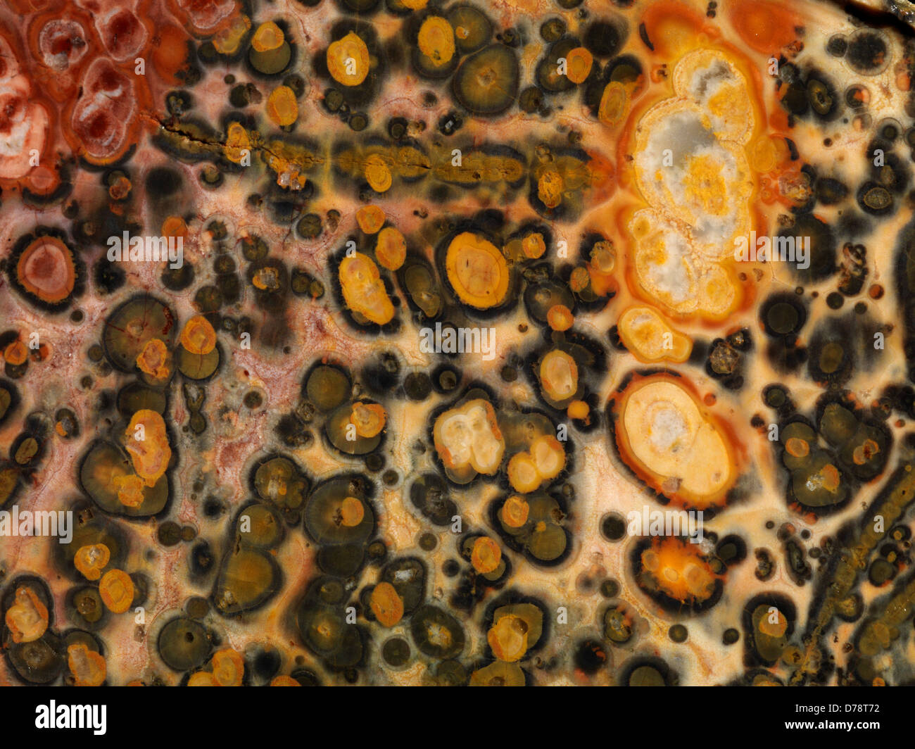 Leopard Skin Jasper Stock Photos & Leopard Skin Jasper Stock Images - Alamy
