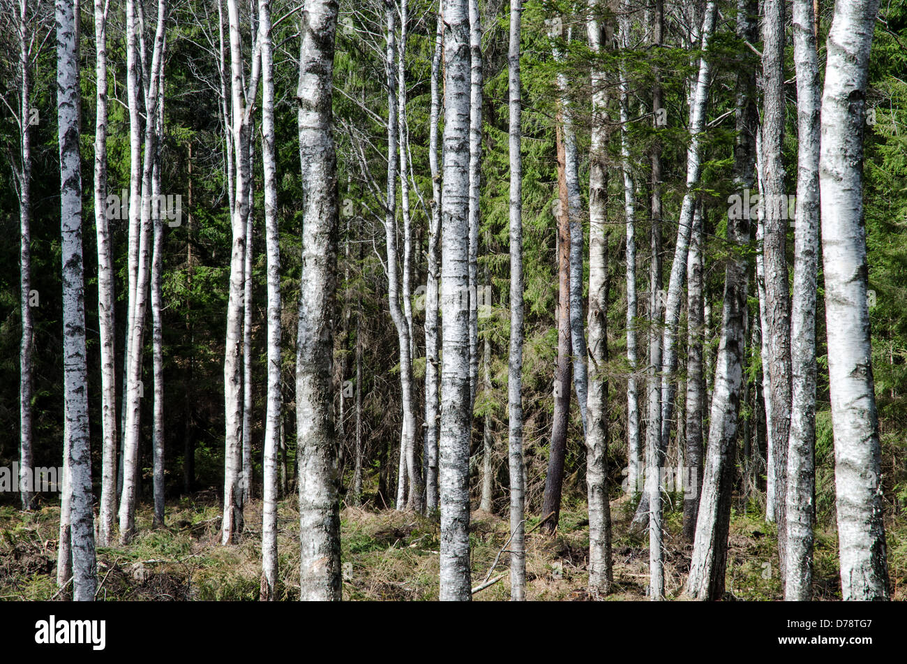 Birch tree pattern hi-res stock photography and images - Alamy