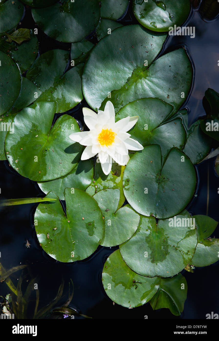 Single white water lily flower with yellow centre in a pond surrounded ...