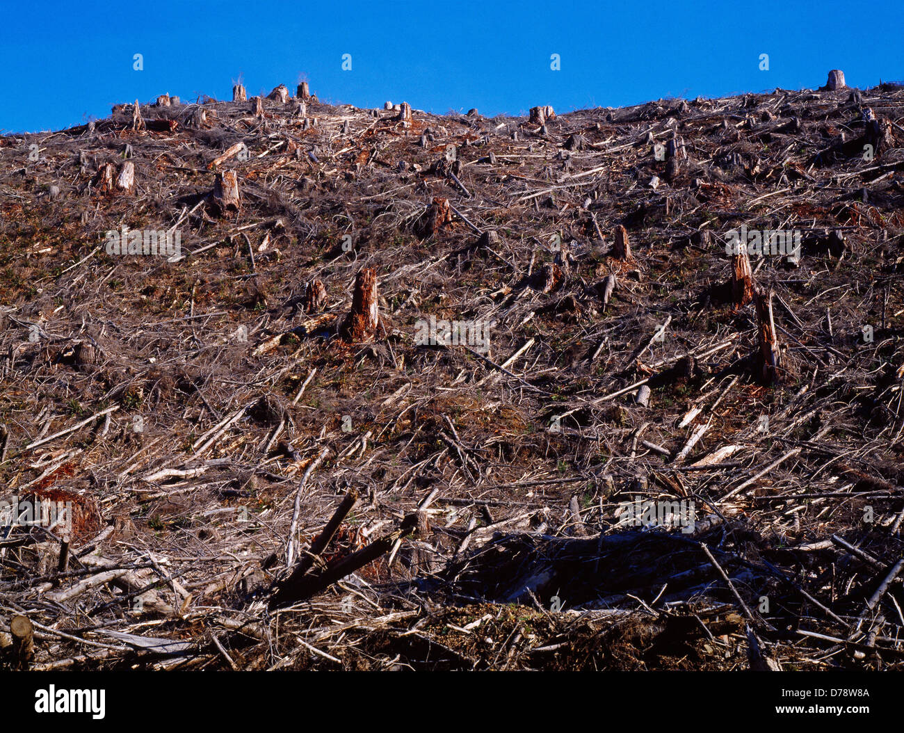 Clear-cut logging in former coastal temperate rain forest Deep River ...