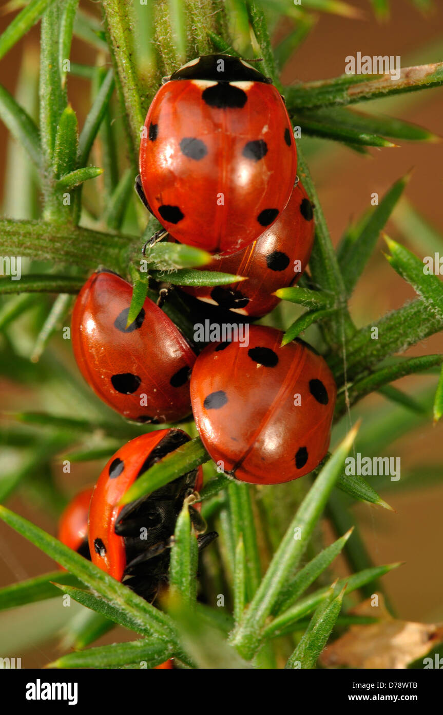 Spot the insect hi-res stock photography and images - Alamy