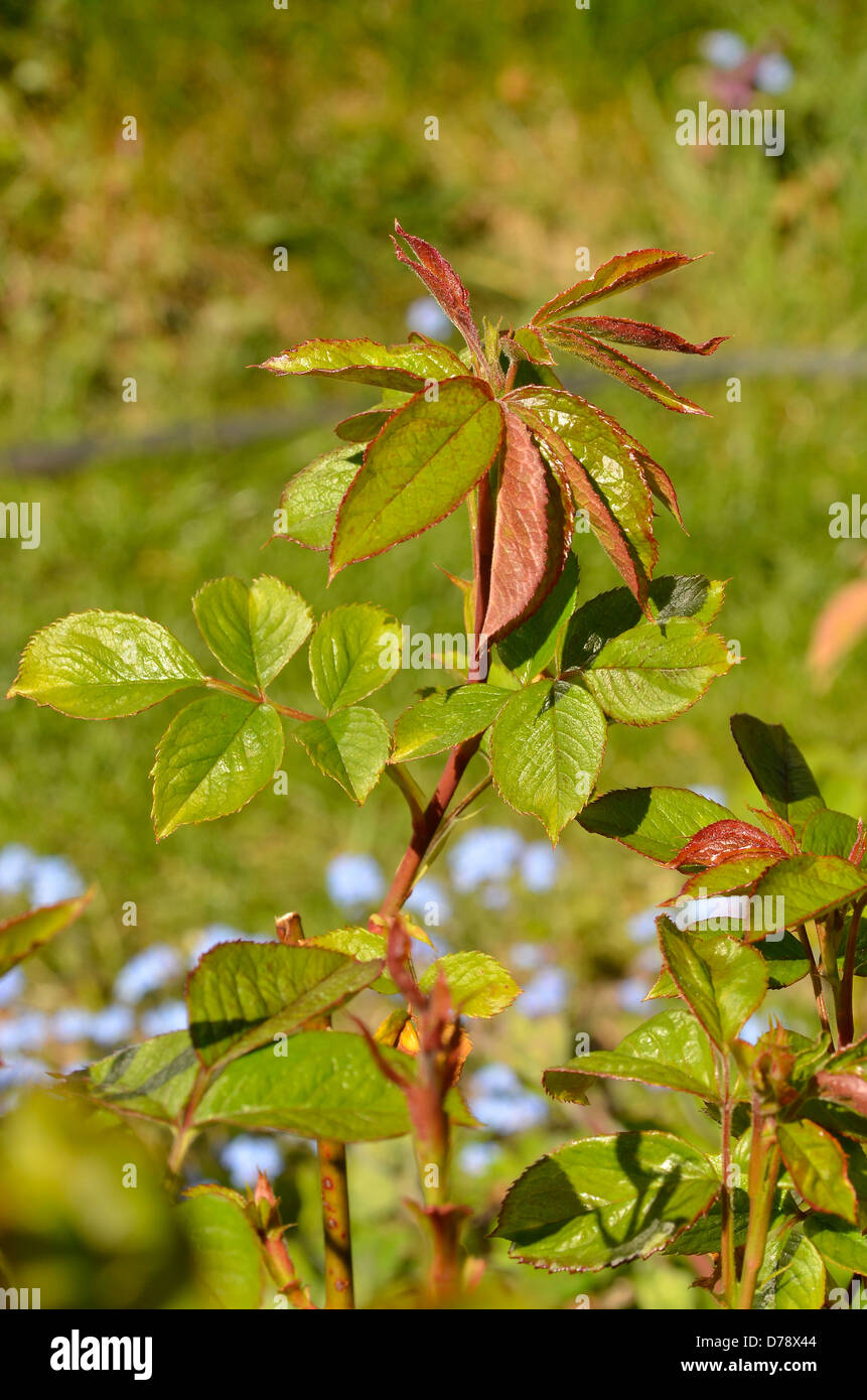 Healthy new growth on a hybrid tea rose bush in early spring sunshine ...