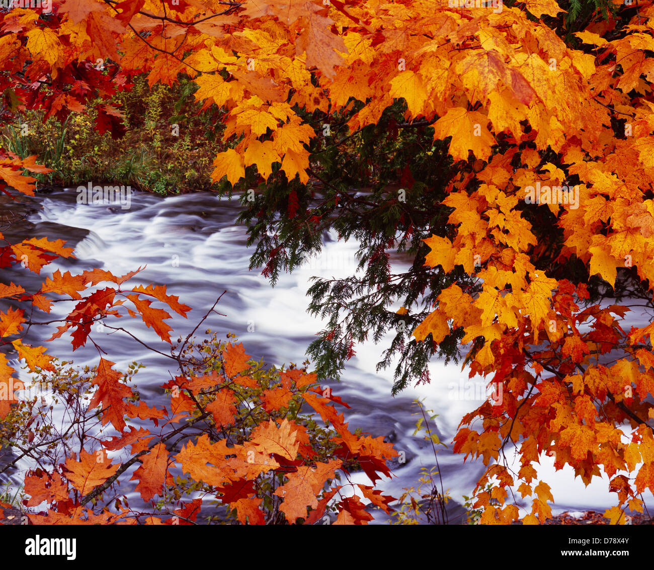 Autumn foliage red oak Quercus rubra sugar maple Acer saccharum white ...