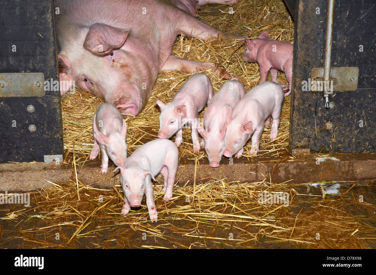 Sow and piglets in a modern farrowing unit Stock Photo - Alamy
