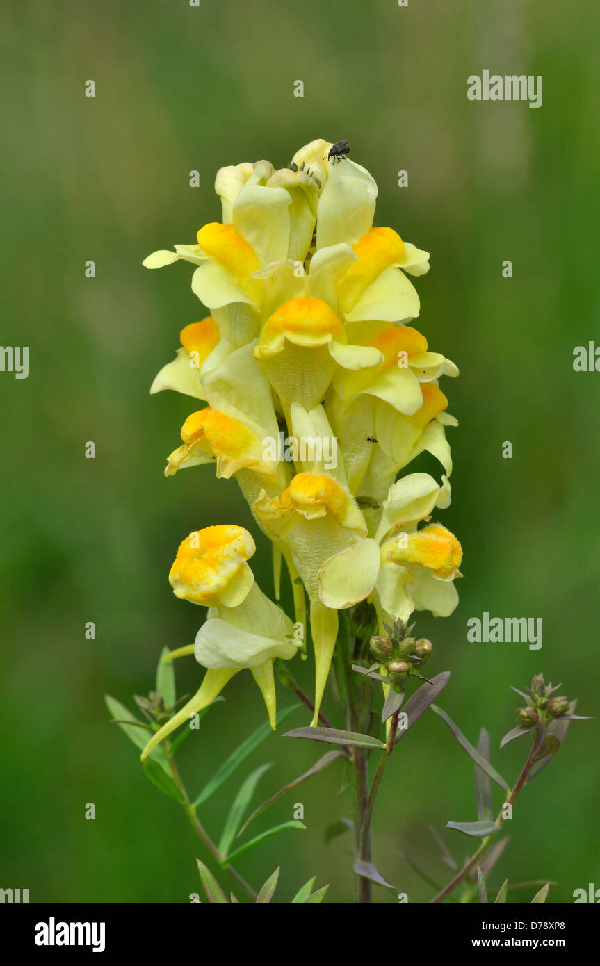 Toadflax hi-res stock photography and images - Alamy