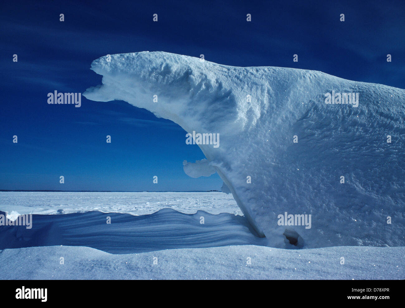 Naturally formed 'polar bear,' ice pressure ridge on Rainy Lake ...