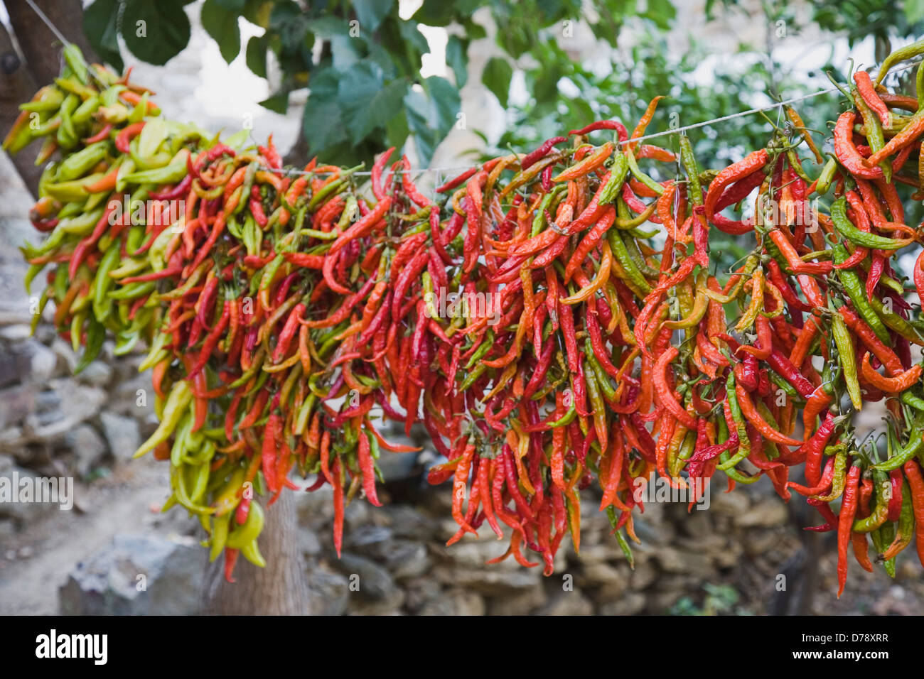 Hanging dried fruit vegetable food hi-res stock photography and images ...