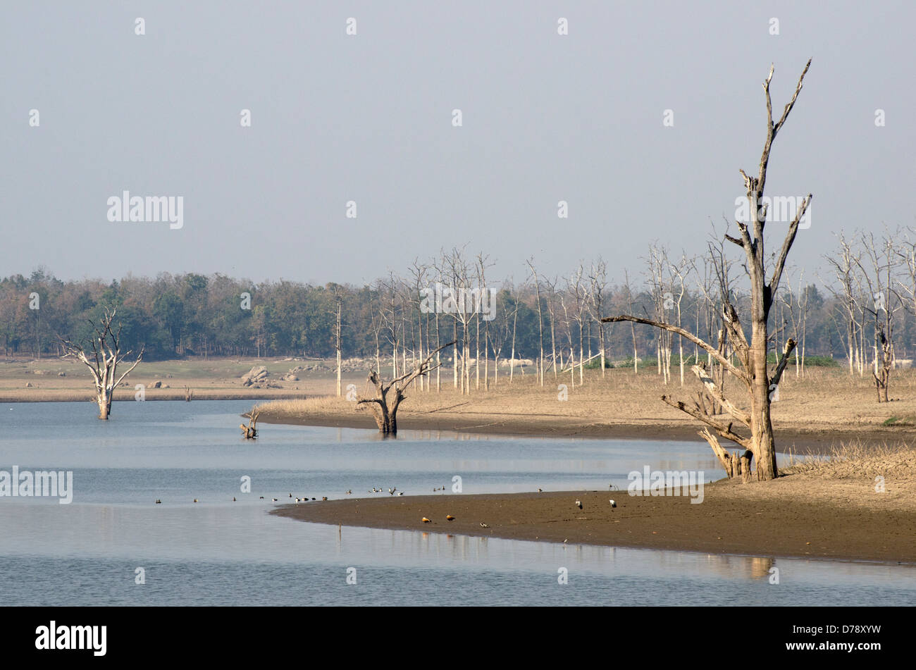 Pench wildlife hi-res stock photography and images - Alamy