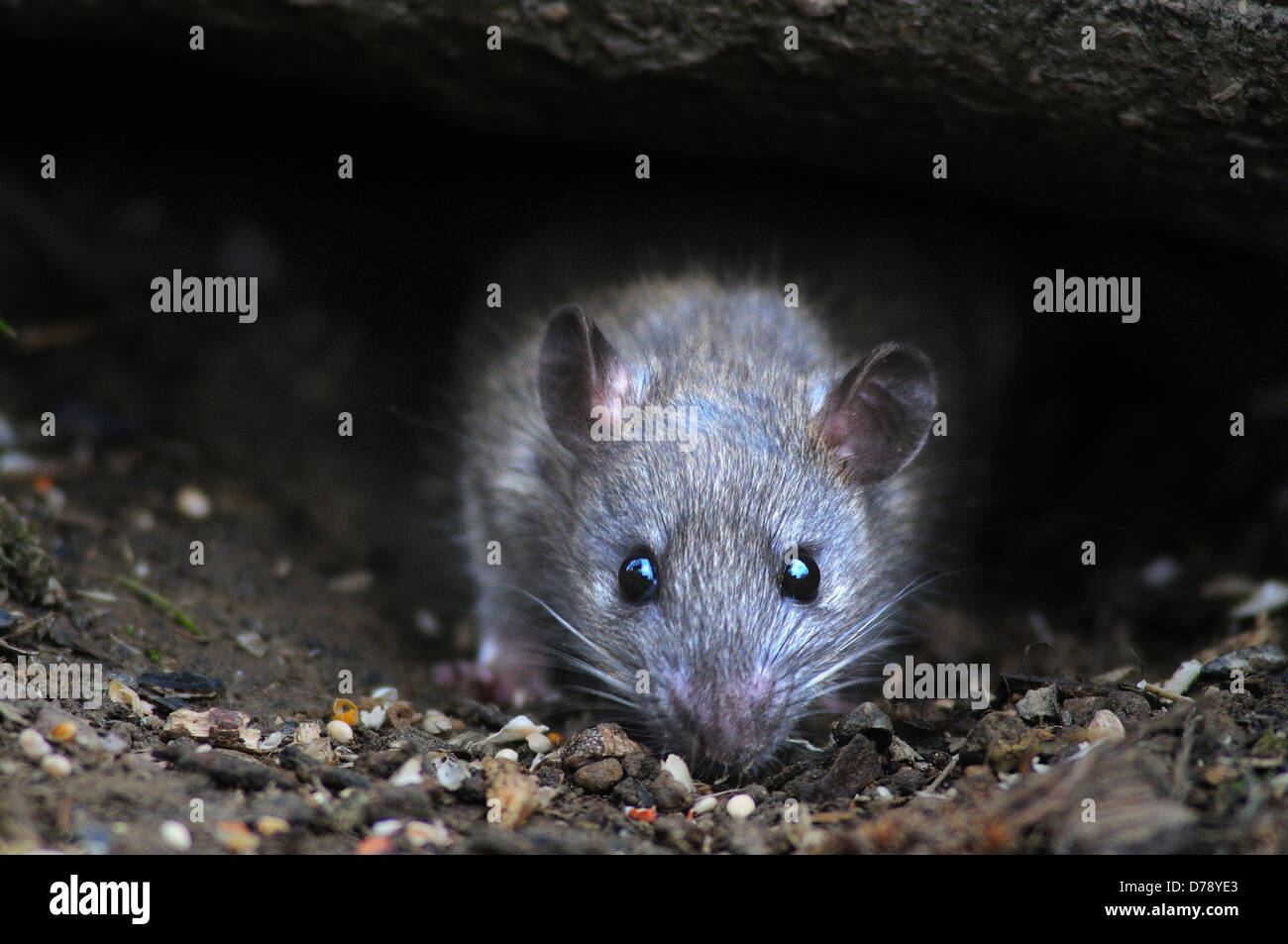 Common brown rat hi-res stock photography and images - Alamy
