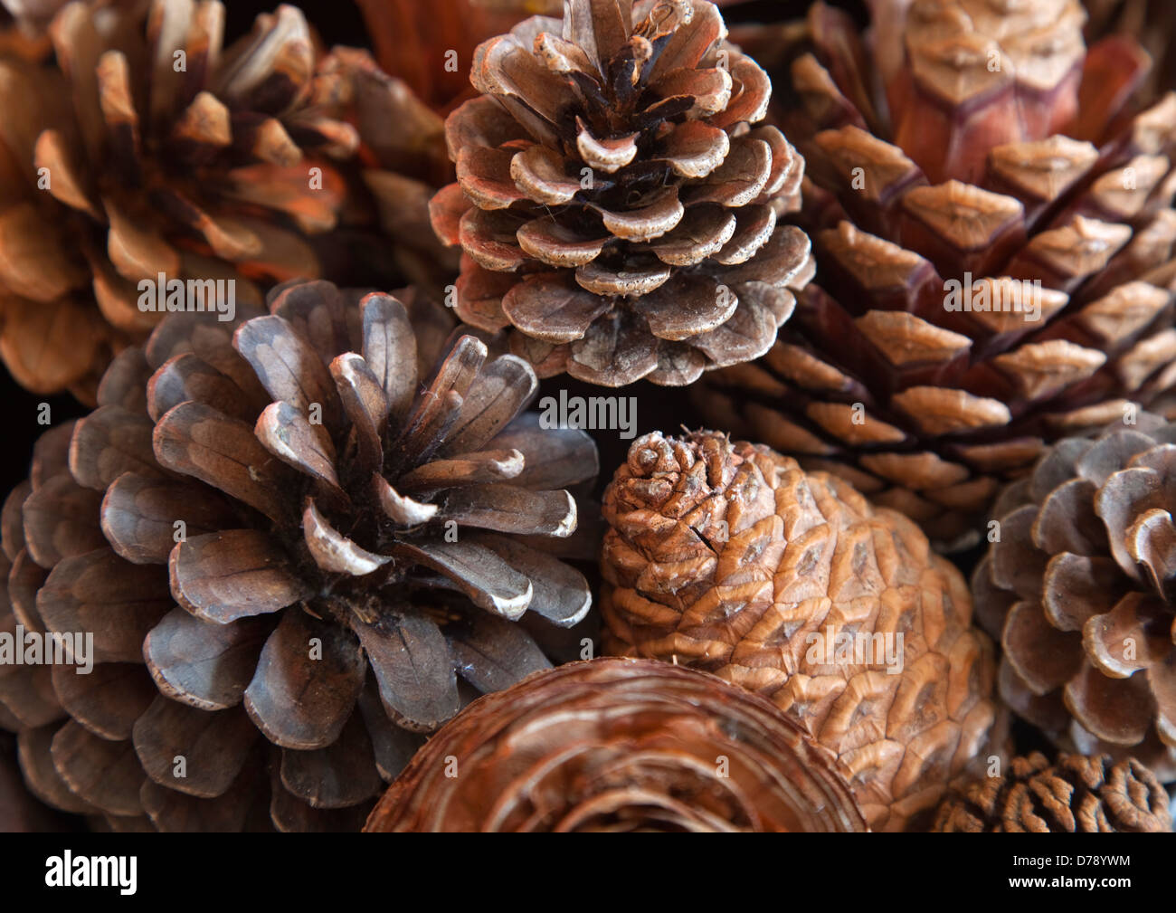 Close cropped detail of pine cones Stock Photo - Alamy