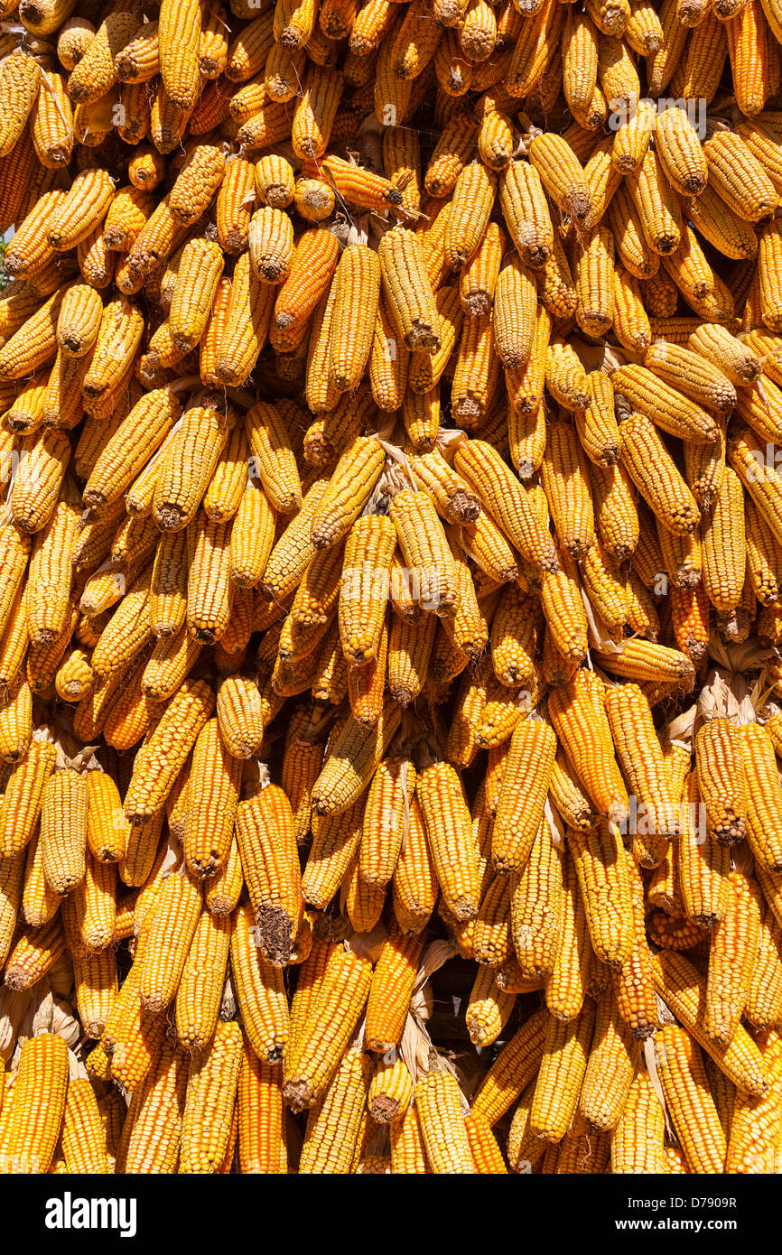 China corn harvest hi-res stock photography and images - Alamy