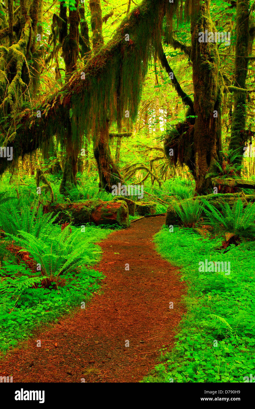 USA Washington Olympic National Park Quinault Rainforest Maple Glade ...