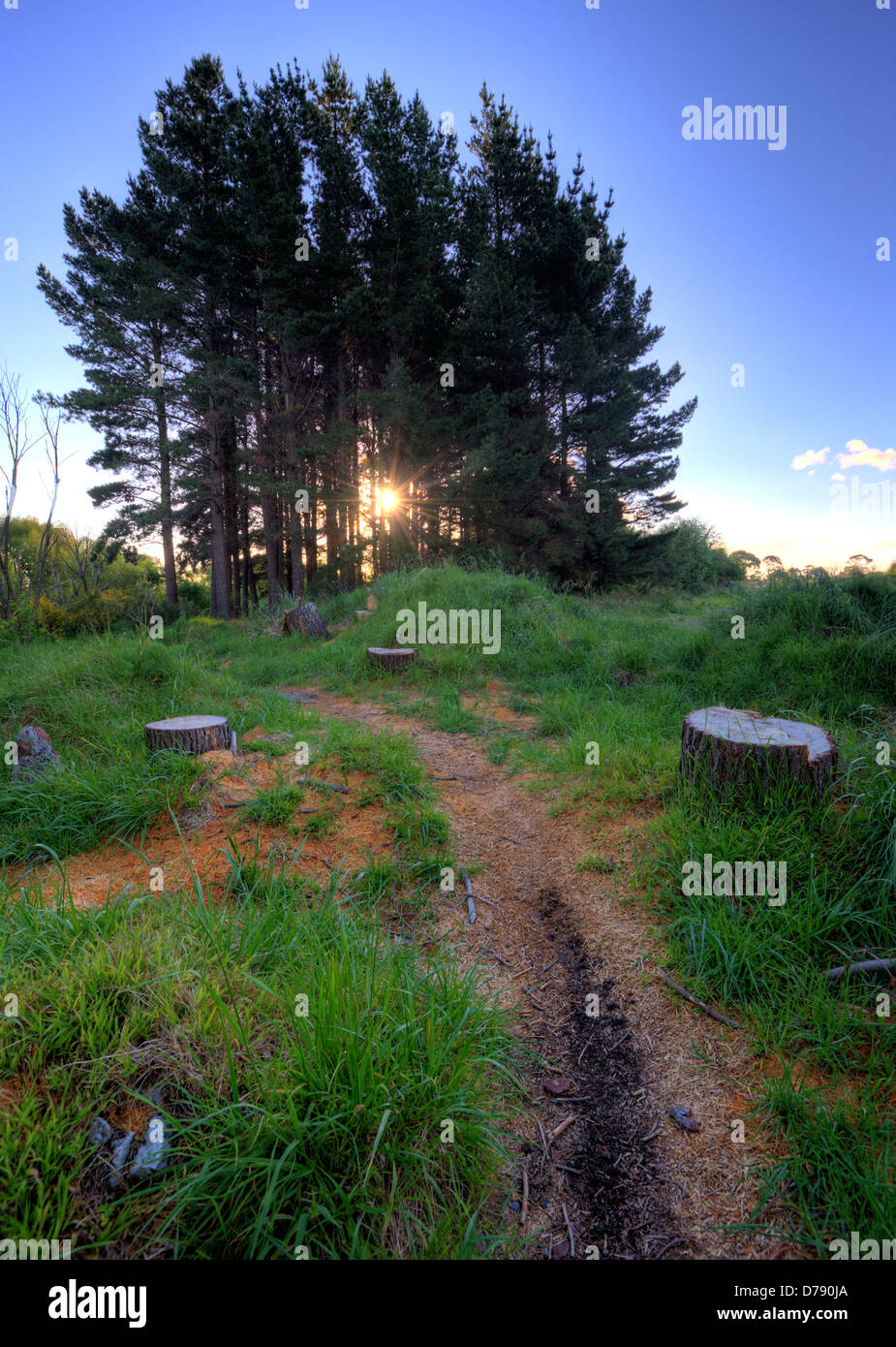 Sun hiding behind the trees at the countryside area during evening ...