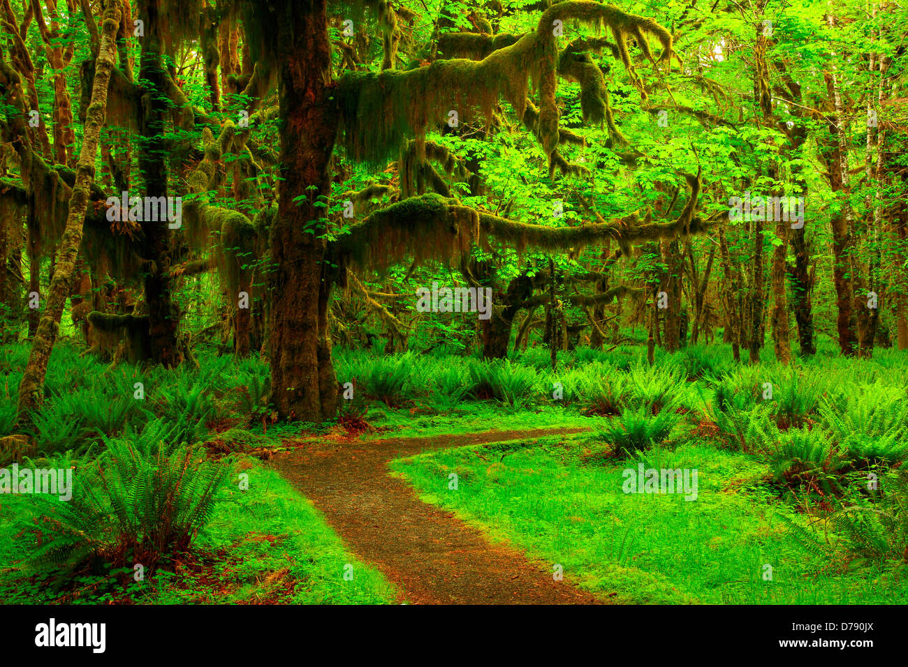 USA Washington Olympic National Park Quinault Rainforest Maple Glade ...