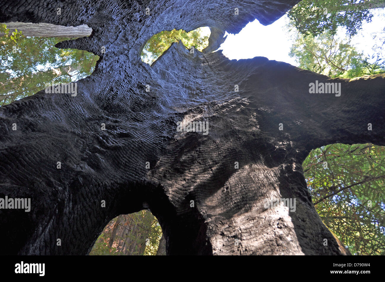 Dead redwood tree hi-res stock photography and images - Alamy