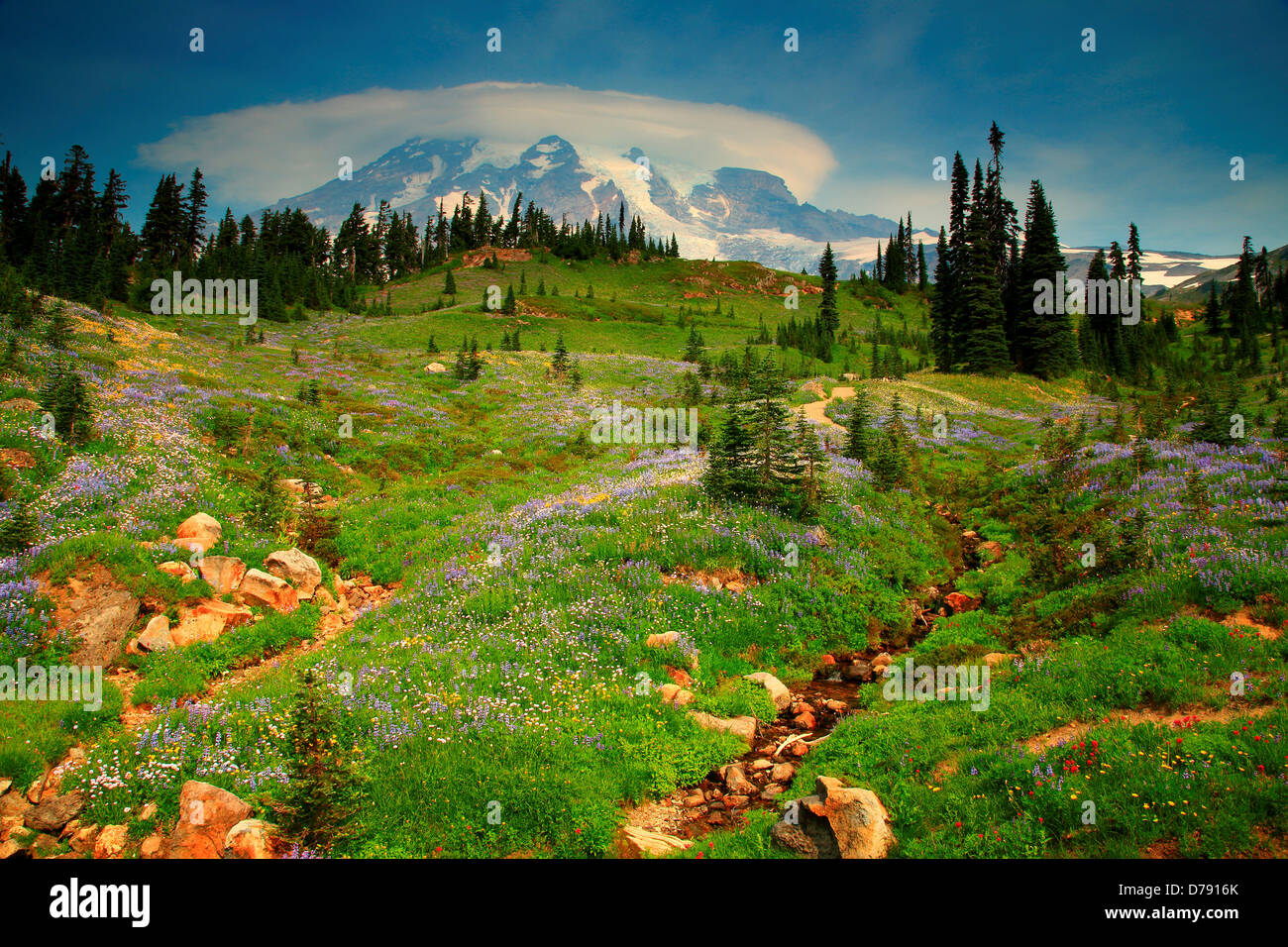 USA Washington Paradise Flower Meadows Mt Rainier linticular cloud at ...