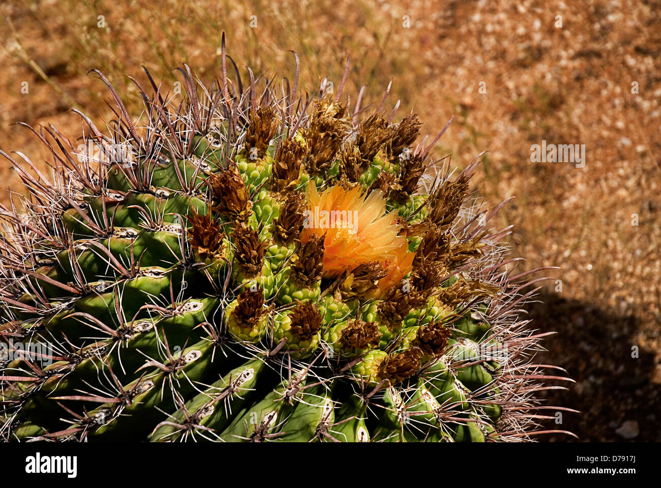Individual cactus hi-res stock photography and images - Alamy