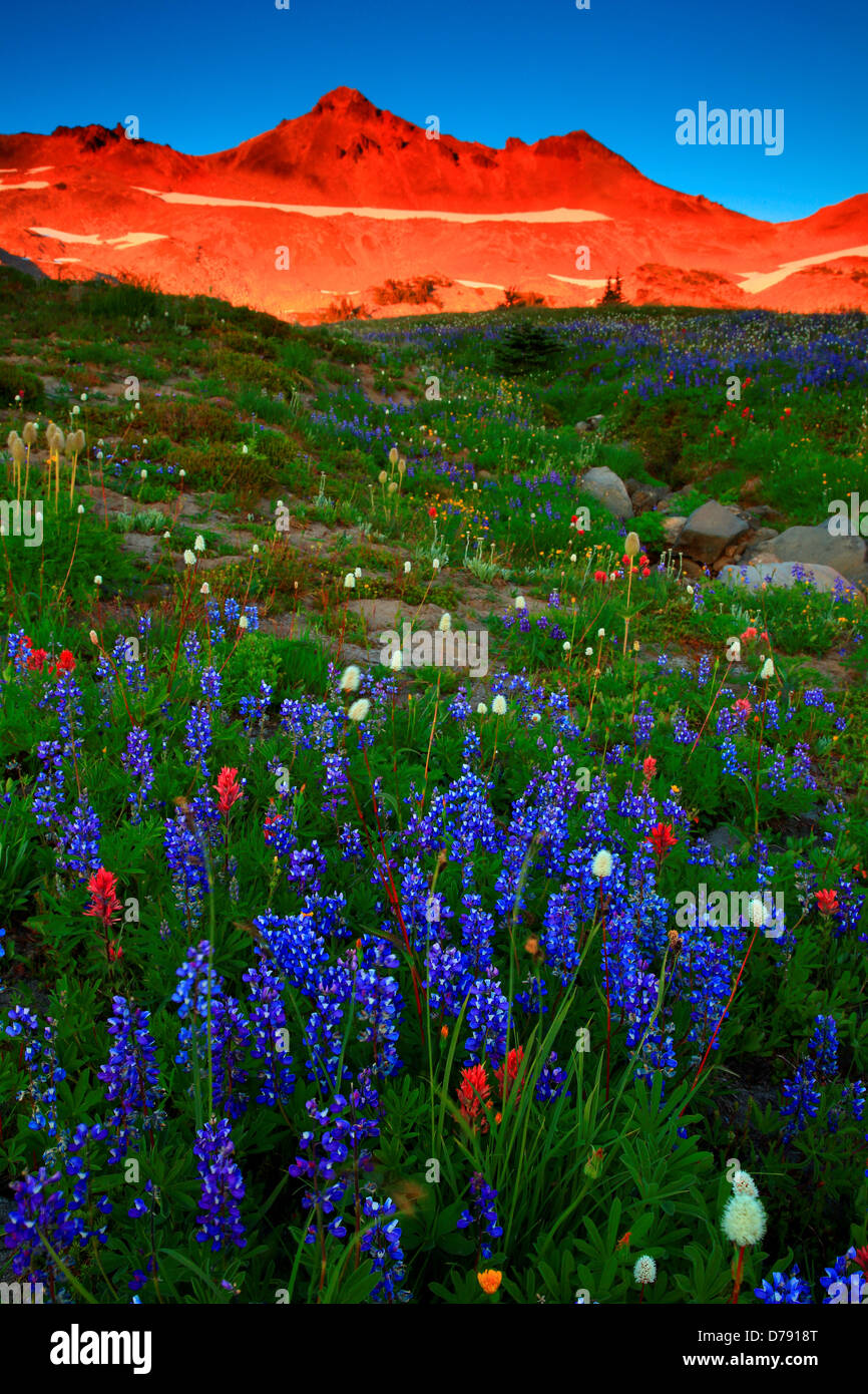 USA Washington View wildflowers Goat Rocks Snowgrass Flats in Goat ...