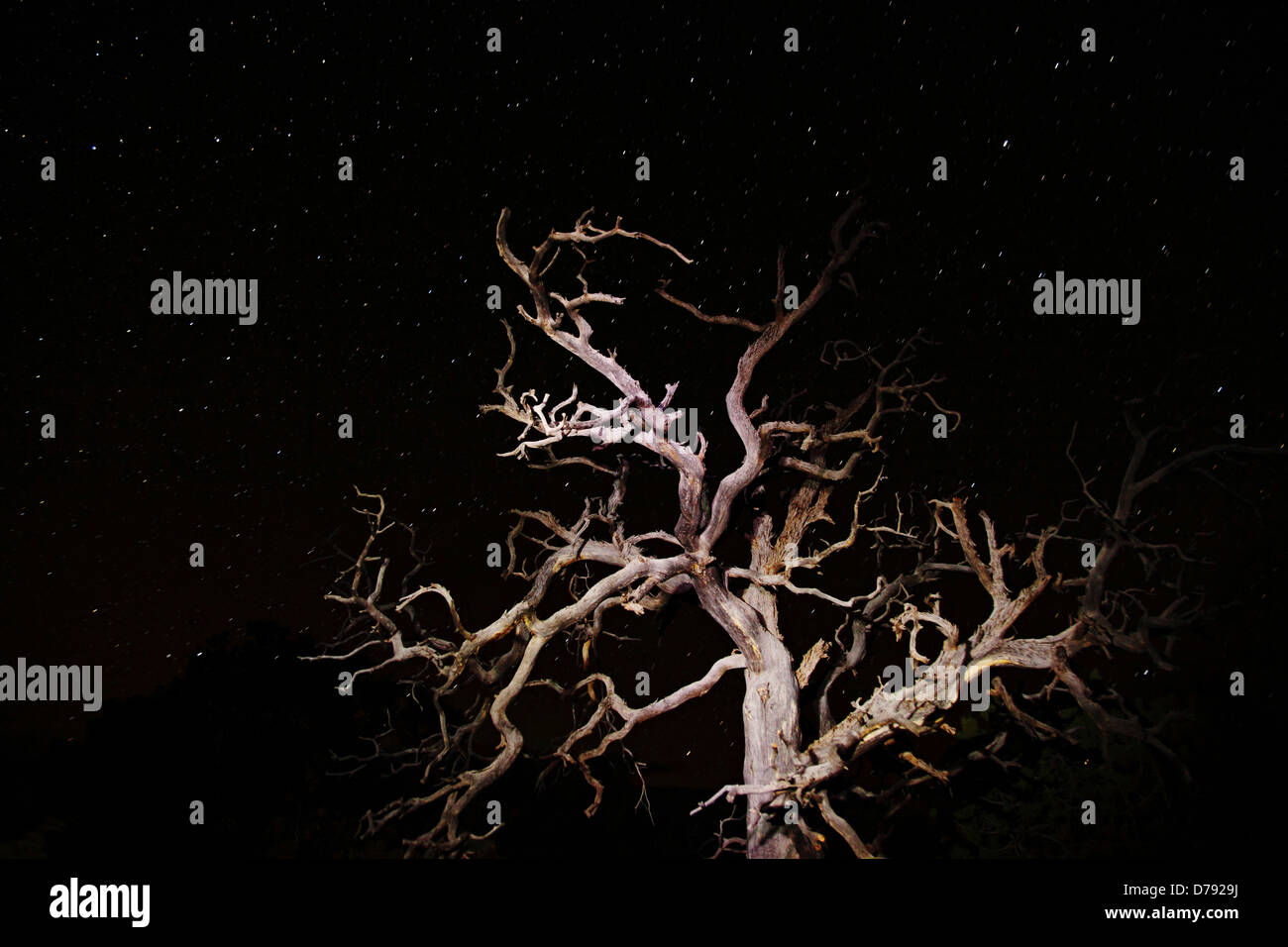 Tree with stars behind hi-res stock photography and images - Alamy