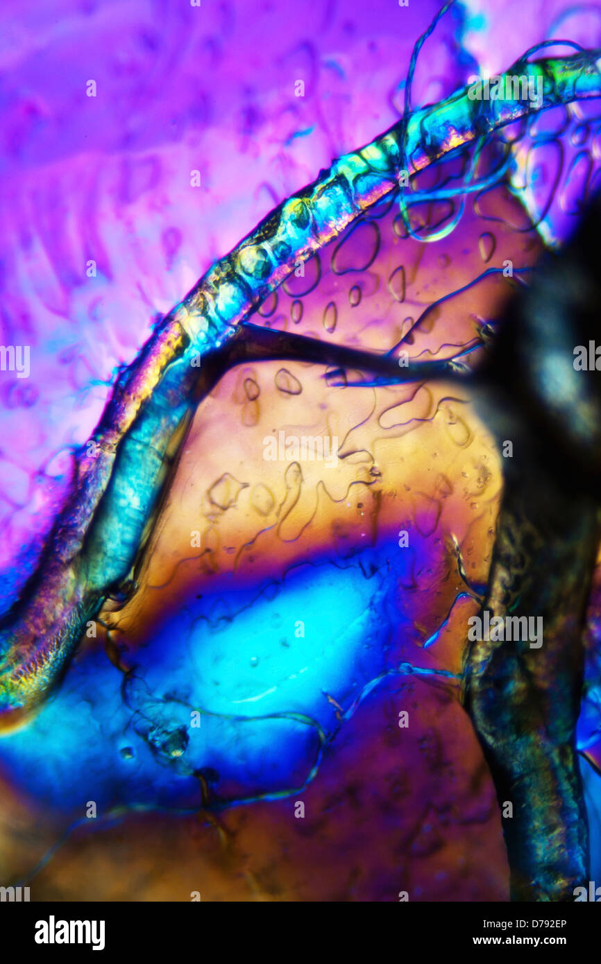 Light Graphics: Microphoto of translucent structures in polarized light ...