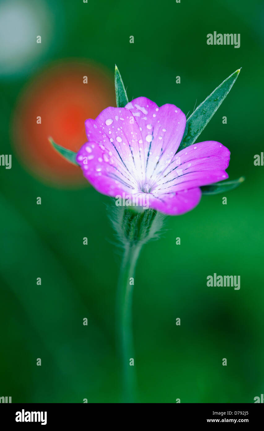 Single flower of Corncockle, Agrostemma githago with moisture droplets ...