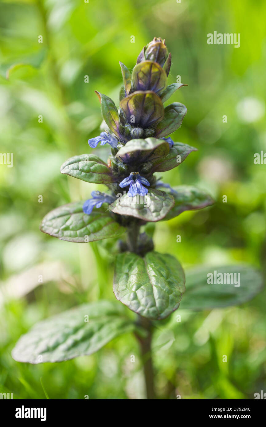 Bugle flowers hi-res stock photography and images - Alamy