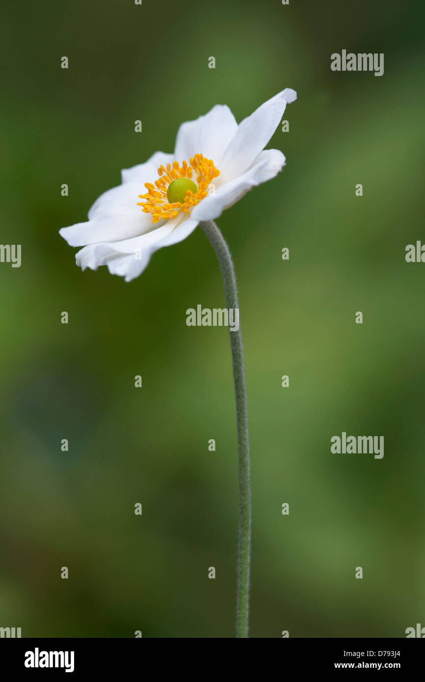 Single flower of Japanese anemone with white petals surrounding yellow ...